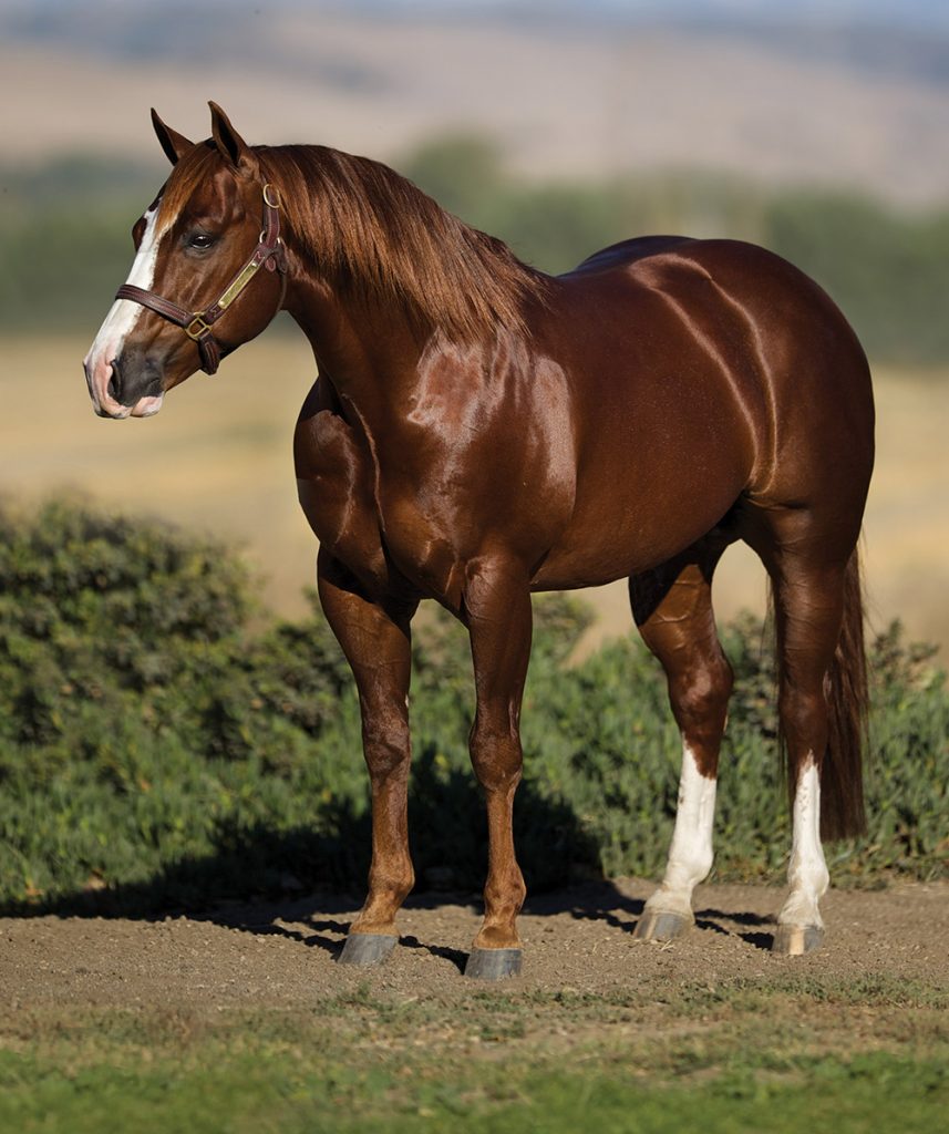 CD Highlights - Santa Lucia Farm