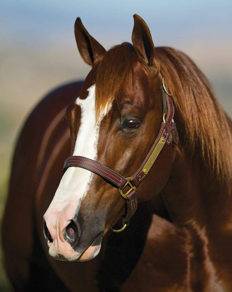 Stallion Station - Santa Lucia Farm