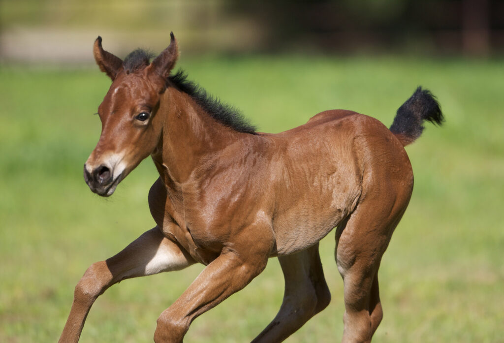 Reproduction - Santa Lucia Farm