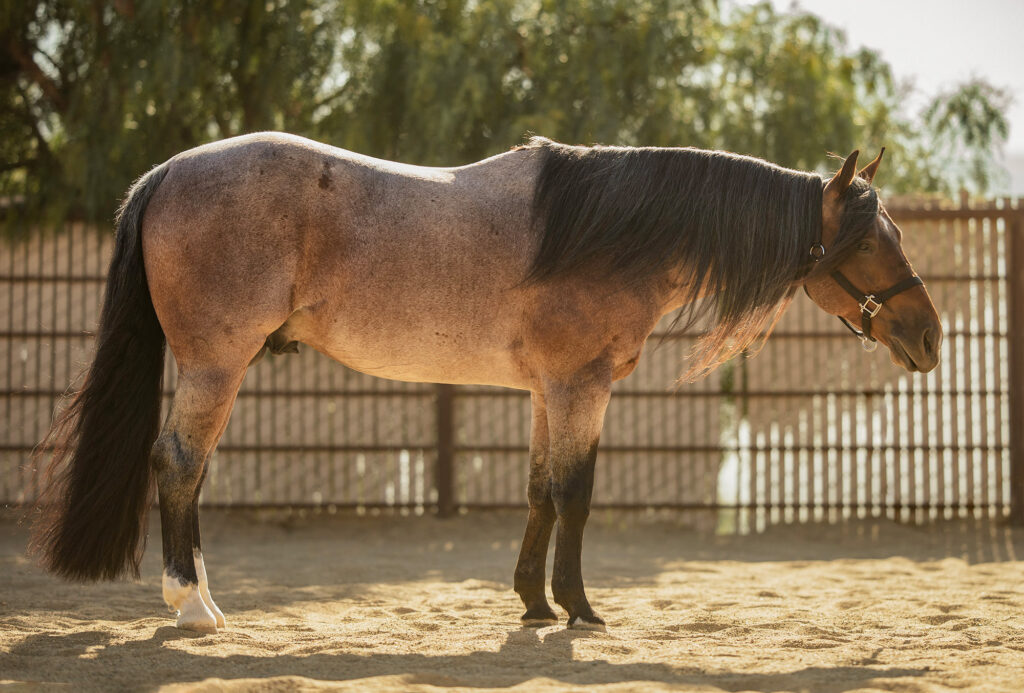 MC Metallic Lighting - Santa Lucia Farm