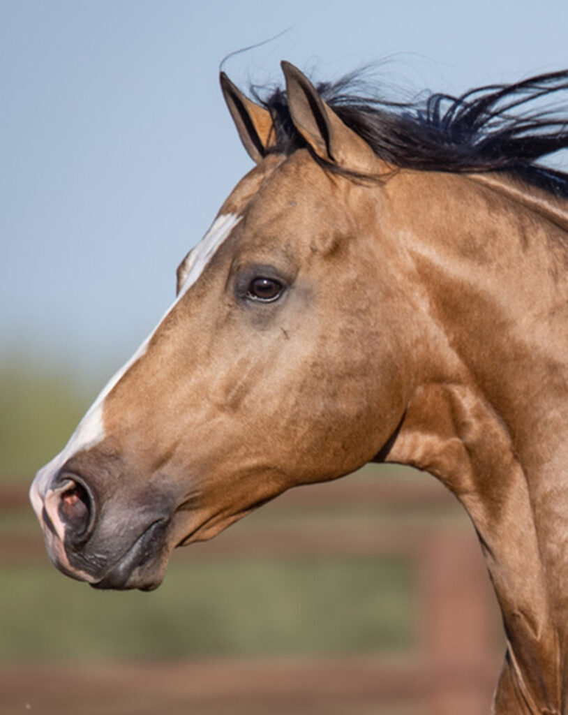 Stallion Station - Santa Lucia Farm