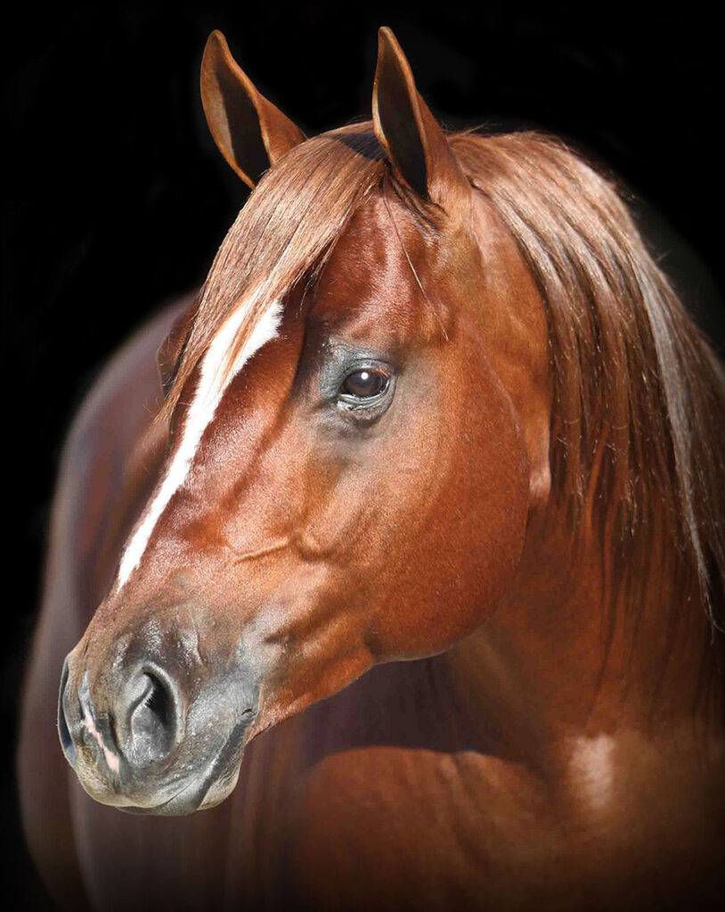 Stallion Station - Santa Lucia Farm